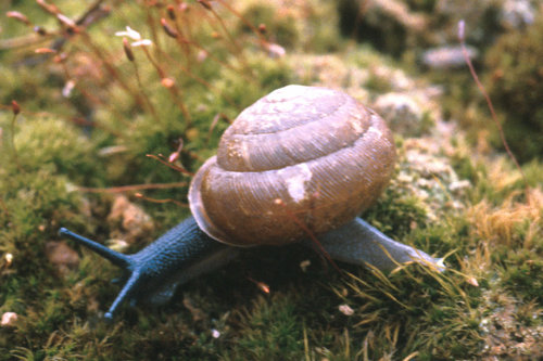 Noonday Globe (Patera nantahala) · iNaturalist