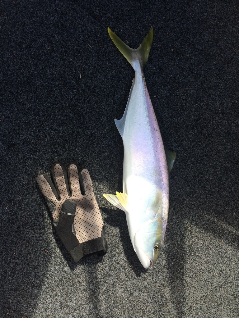 Yellowtail Kingfish from Sydney NSW, Australia on December 17, 2015 at ...