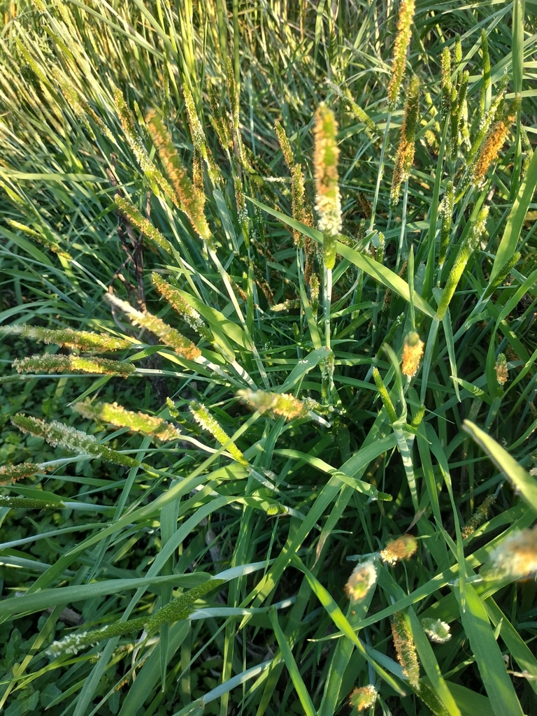 short-awn foxtail (Alopecurus aequalis) - Botanical Realm