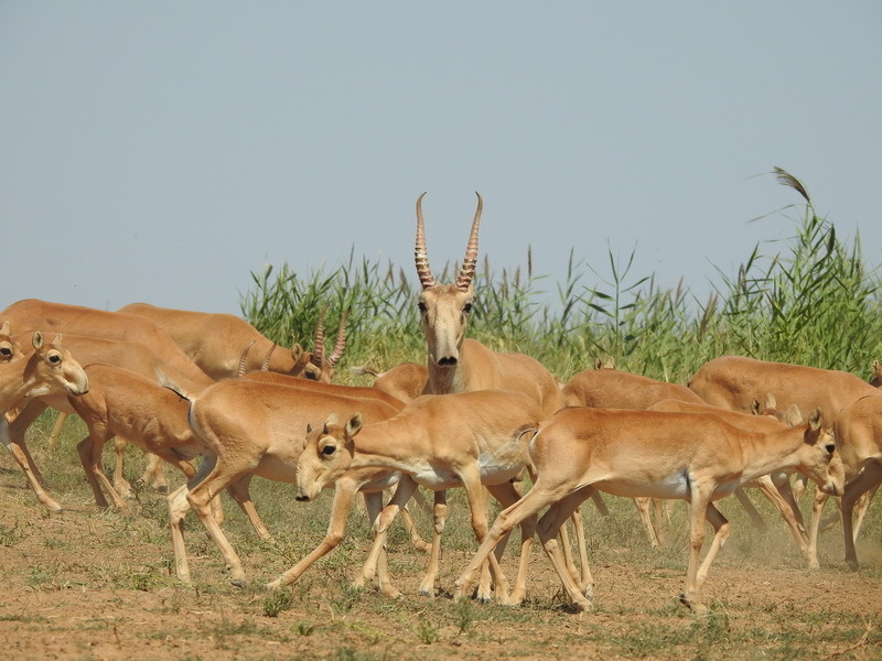 Typical Antelopes (Antilopini) - Know Your Mammals