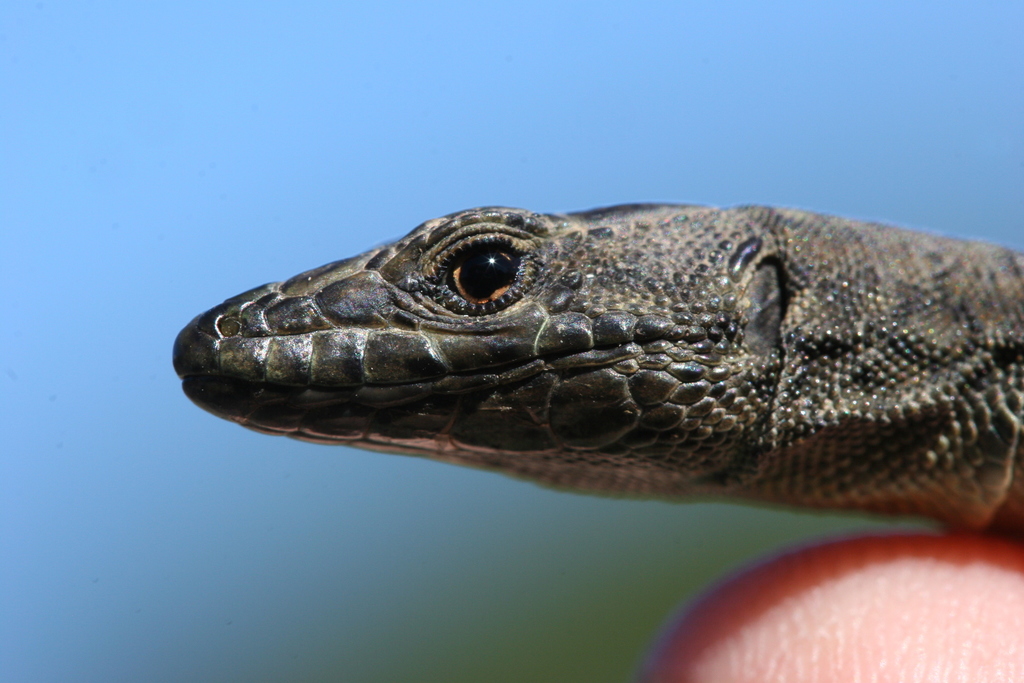 Green Iberian Wall Lizard from Jaén, Spain on February 11, 2009 at 02: ...
