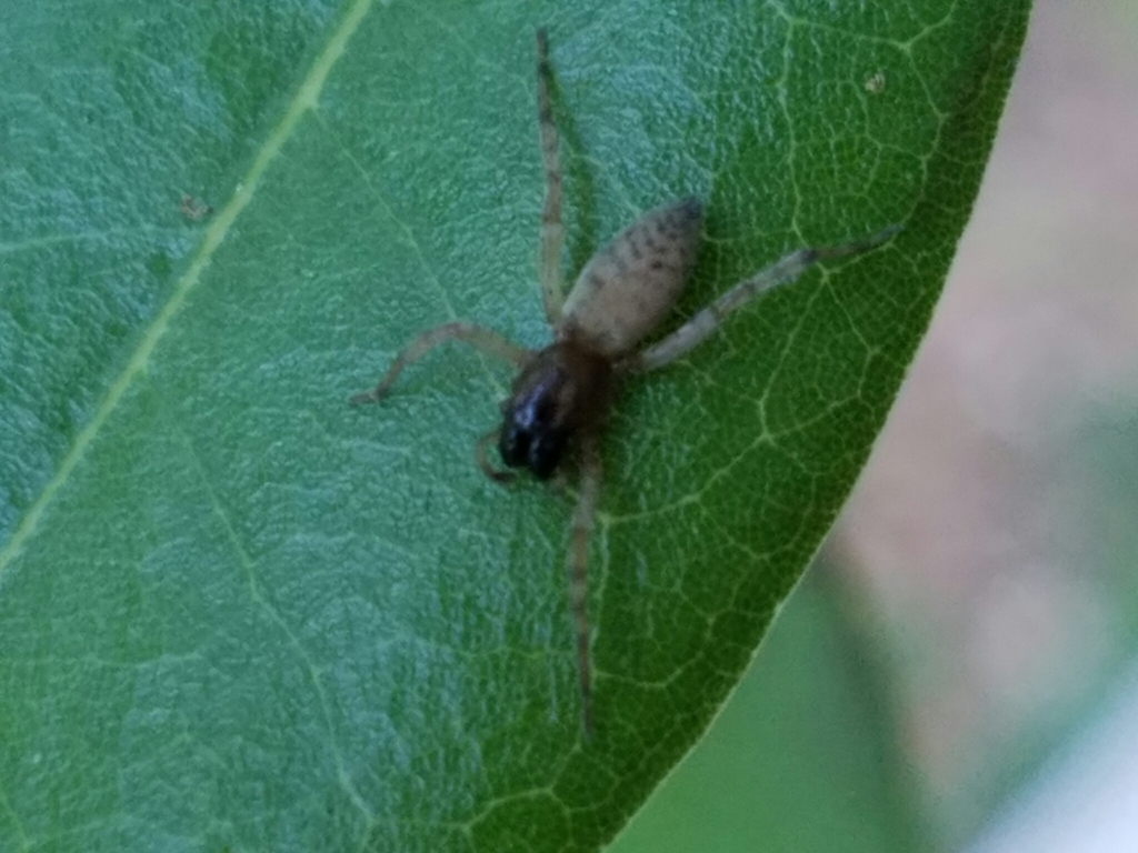 Lupettiana mordax in May 2017 by Zoology123. 4 legged spider ...