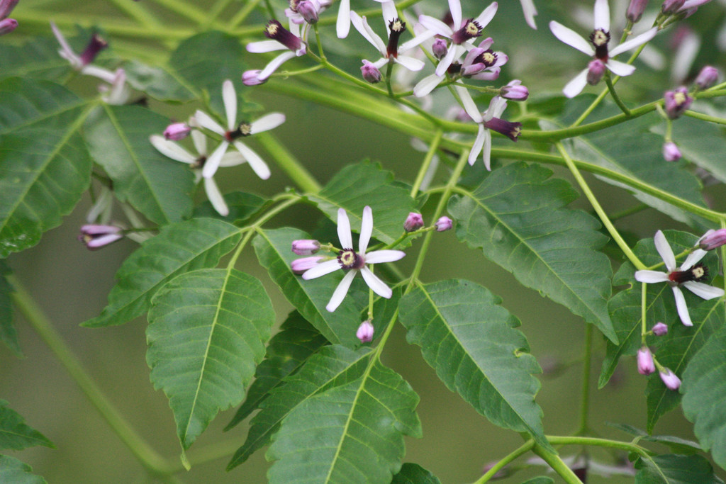 Chinaberry (LA Urban Forest Program) · iNaturalist Mexico