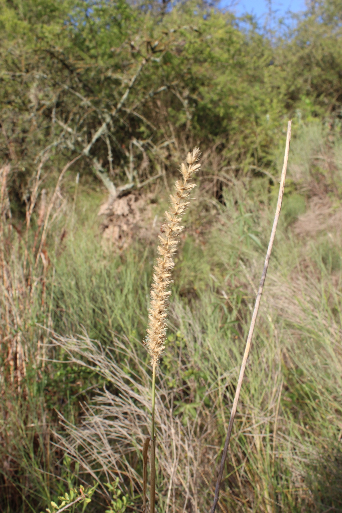 Cenchrus myosuroides Kunth