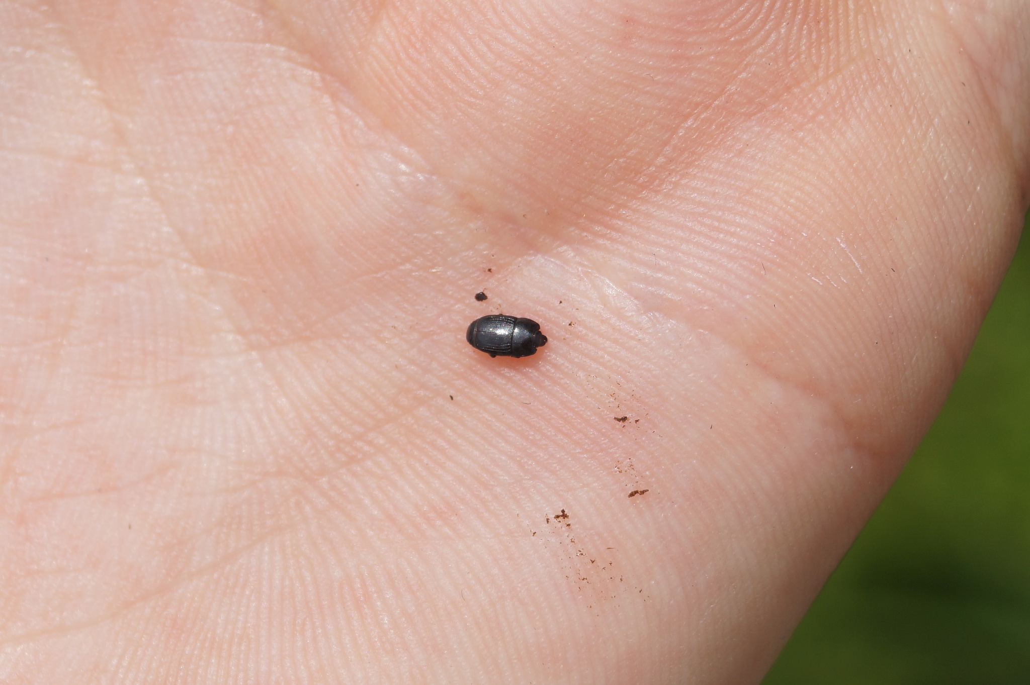 Platysoma Leach, 1817