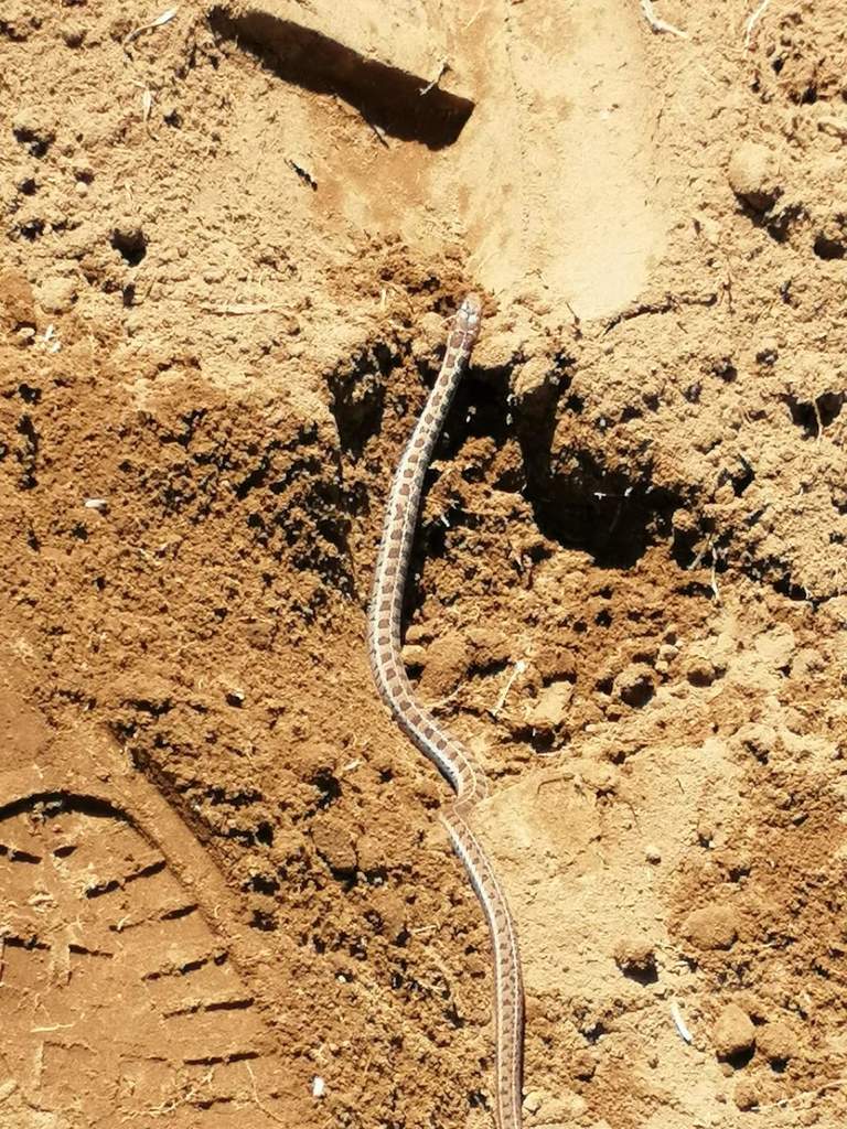 Longtail Alpine Garter Snake from Tlalpan, CDMX, México on June 13 ...
