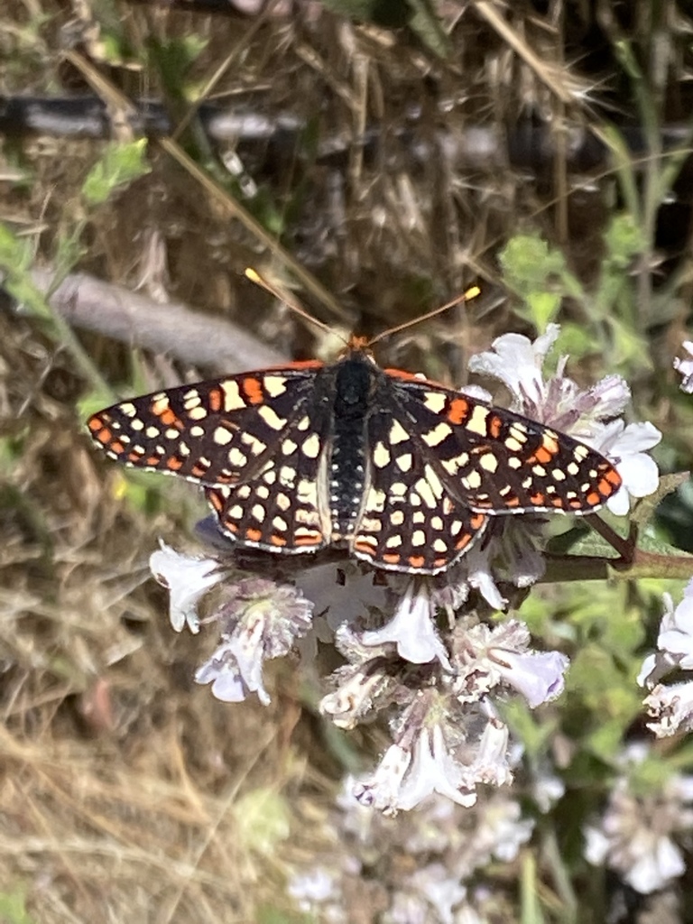 Variable Checkerspot from Oak Glen Rd, Yucaipa, CA, US on June 13, 2020 ...