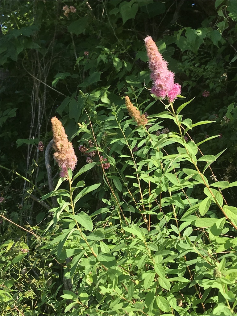 Steeplebush from Cherokee National Forest, Reliance, TN, US on June 13 ...