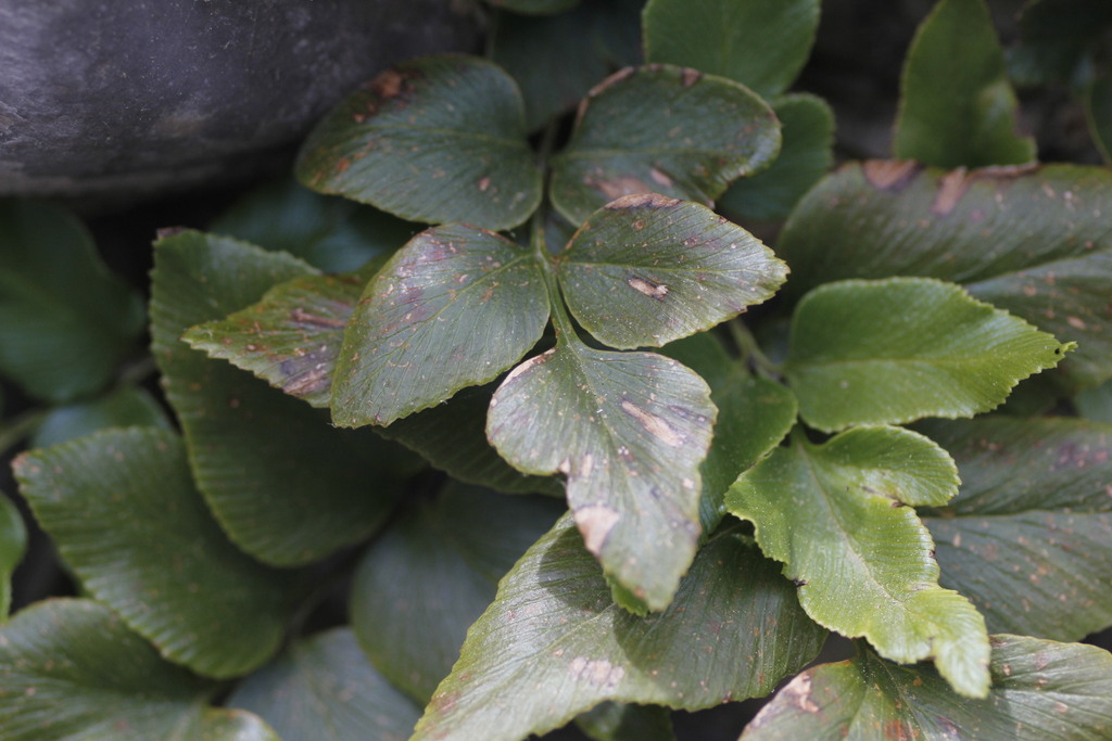 Mexican Flowering Fern (Anemia mexicana) - Botanical Realm