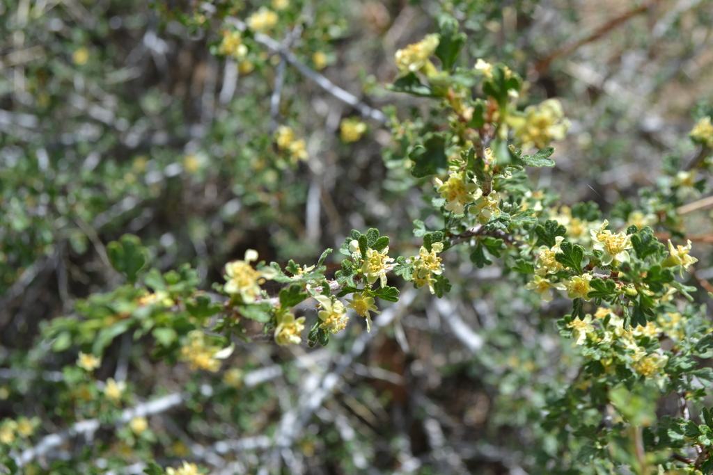 Antelope bitterbrush (PUTR2) (OCTC Flora Guide) · iNaturalist