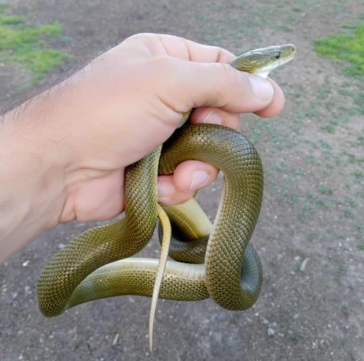 Green Rat Snake from Apaseo el Alto, Gto., México on September 20, 2019 ...