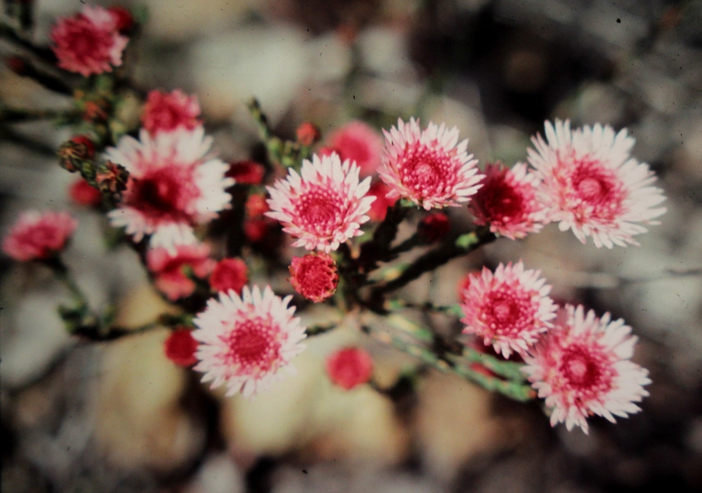 Actinodium cunninghamii from Albany, Western Australia, Australia on ...