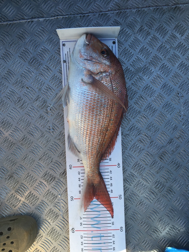 Australasian Snapper from South Taranaki Bight, Wellington, NZ on June ...