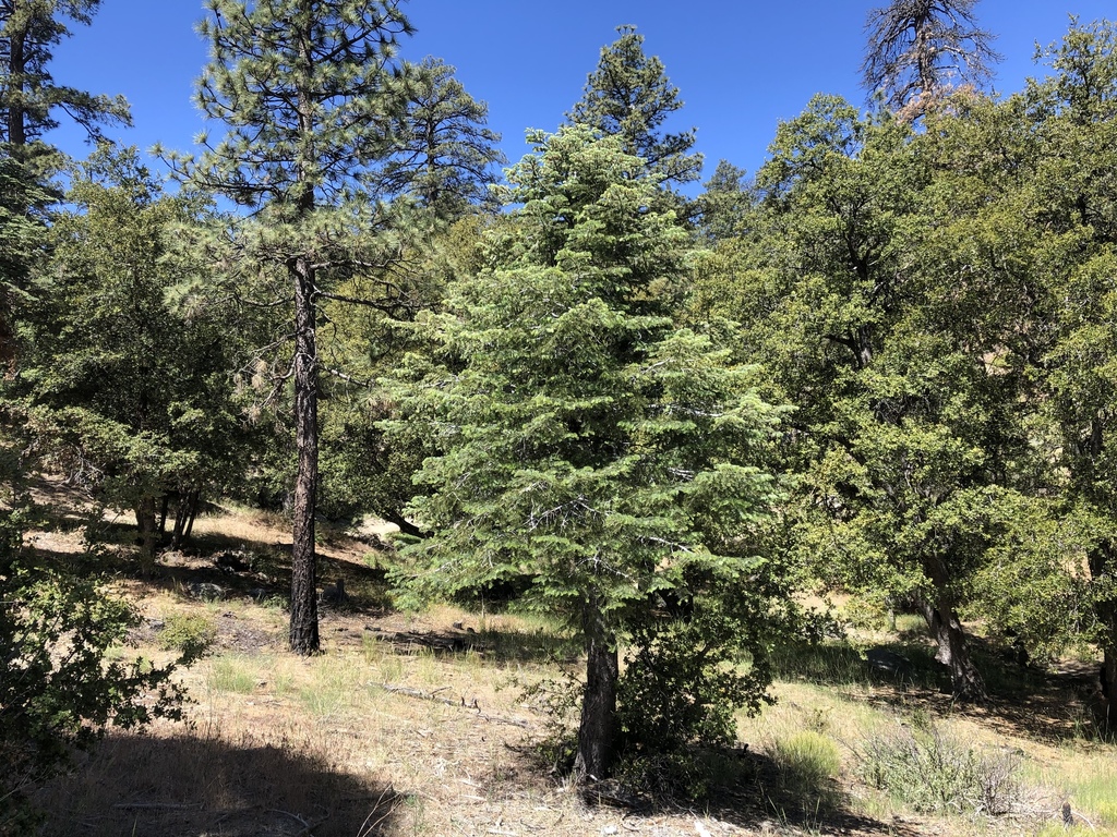 white fir from San Bernardino National Forest, Mountain Center, CA, US ...