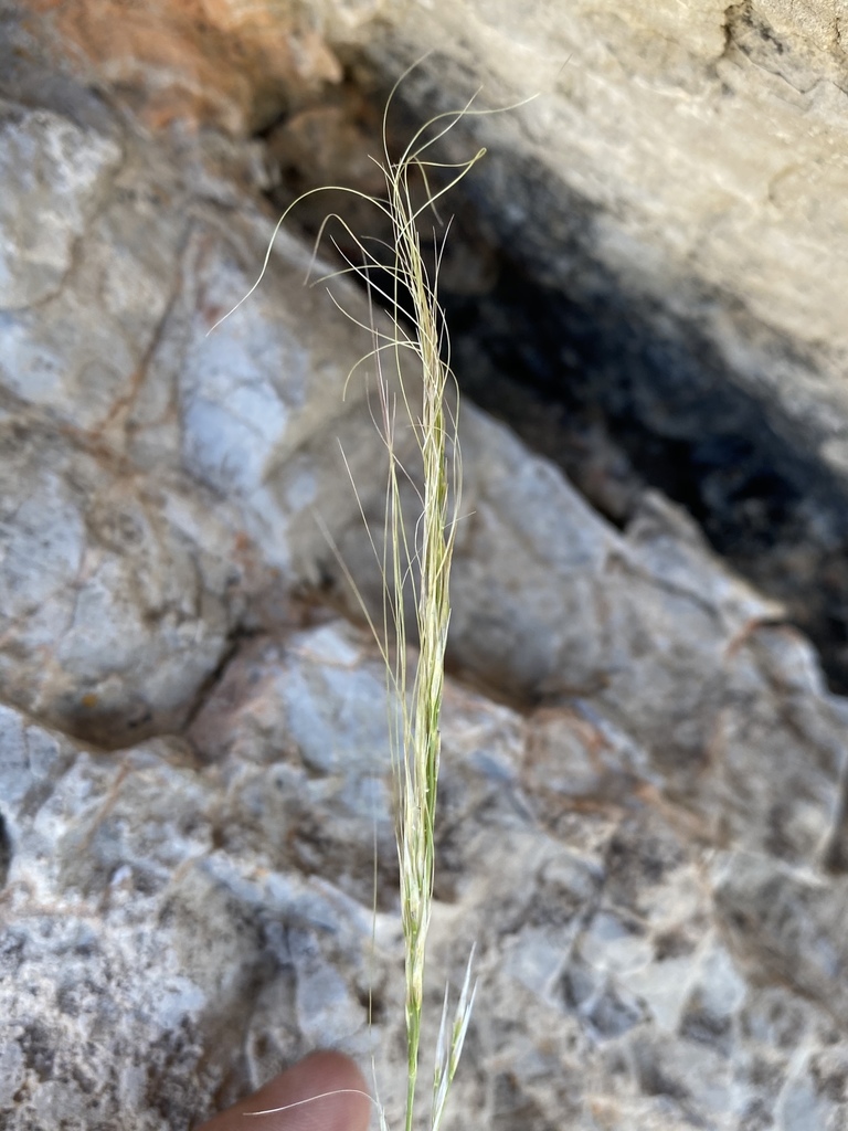 mormon needle grass from Blue Diamond, NV, US on June 13, 2020 at 04:06 ...