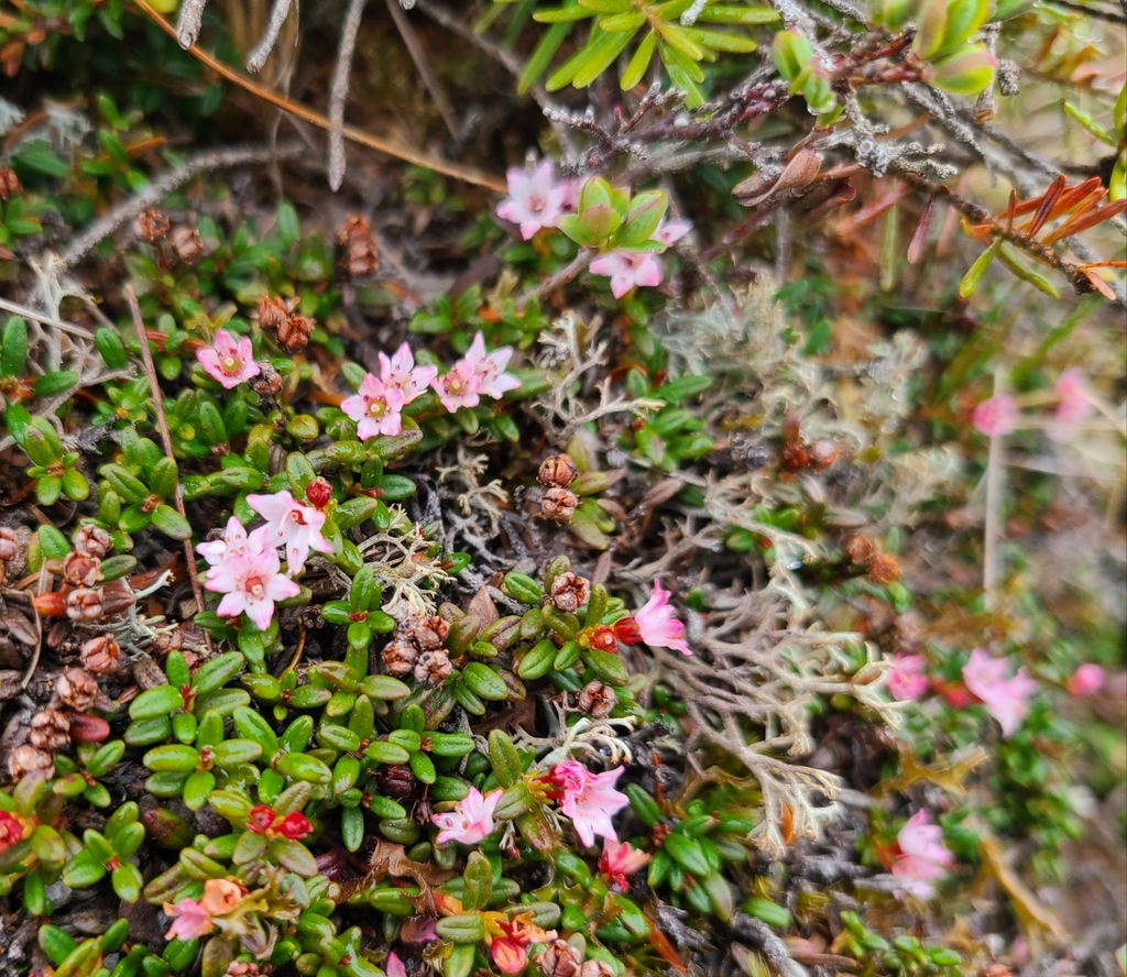 alpine azalea from Keene Valley, NY 12943, USA on June 13, 2020 at 12: ...