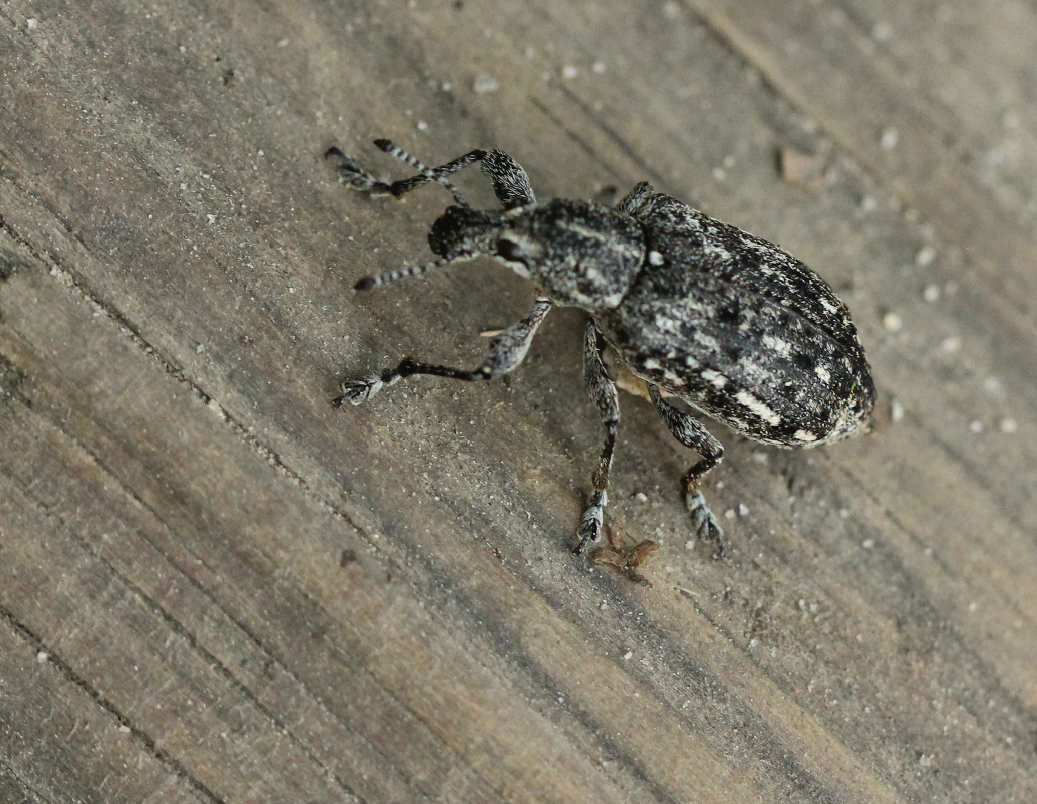 Ithyceridae