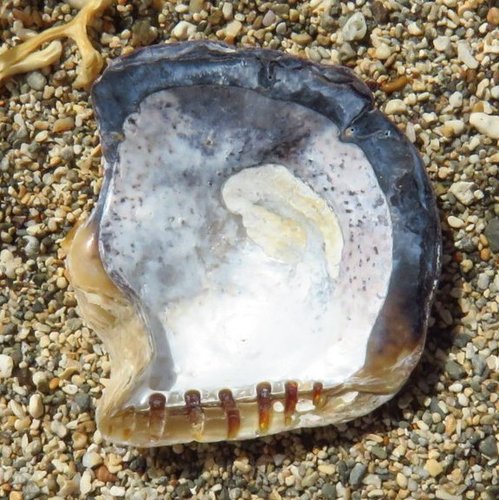 Isognomon incisum · iNaturalist