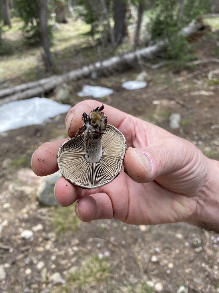 Common Gilled Mushrooms and Allies from Uinta-Wasatch-Cache National ...