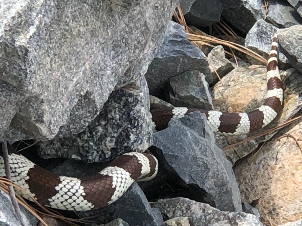 California King Snake in May 2018 by gavinh. Observer Comments: was ...