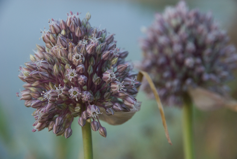 Wild Leek (Lancashire Key Species - Flowering Plants) · iNaturalist