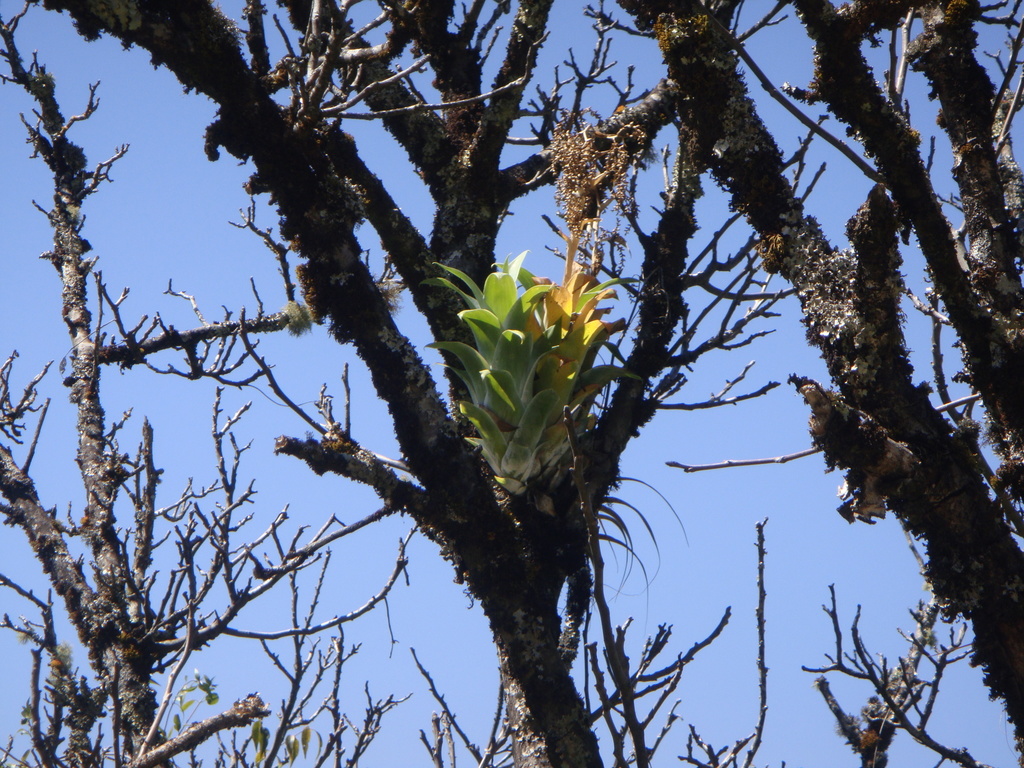 Catopsis from santiago comaltepec on February 11, 2013 by demetria ...