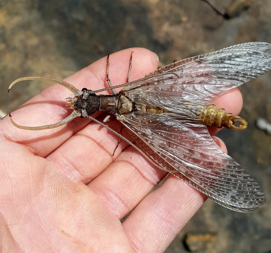 Eastern Dobsonfly from Valley-Hi, PA, USA on June 13, 2020 at 11:03 AM ...
