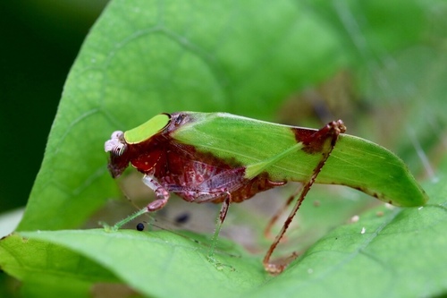 Genus Hetaira · iNaturalist