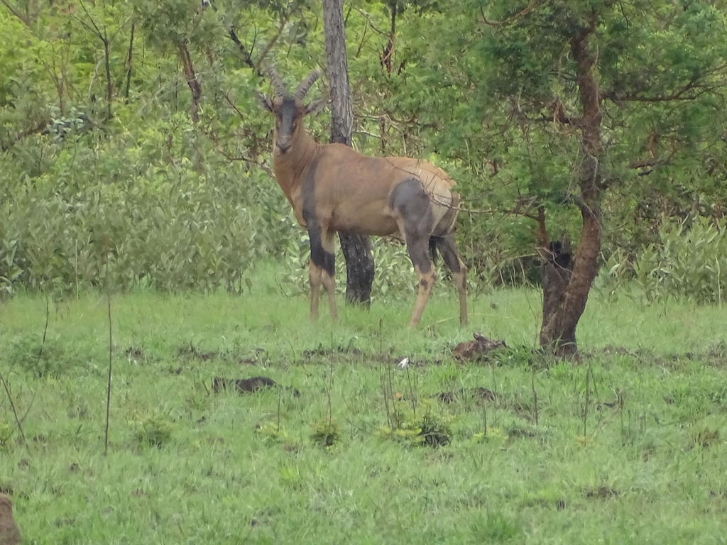 Korrigum in May 2020 by AMADOU BAHLEMAN FARID · iNaturalist