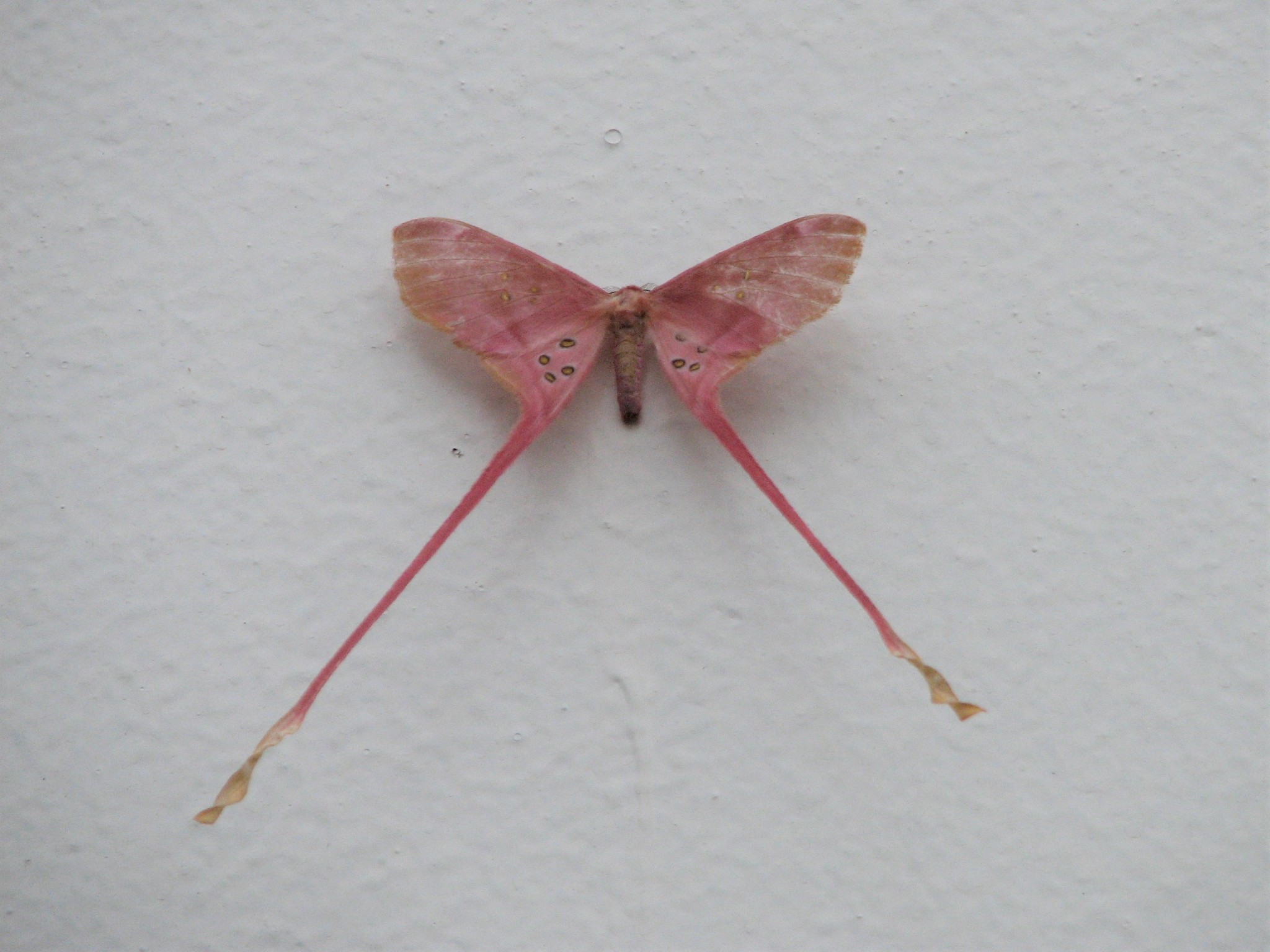 Eudaemonia argus Fabricius, 1781