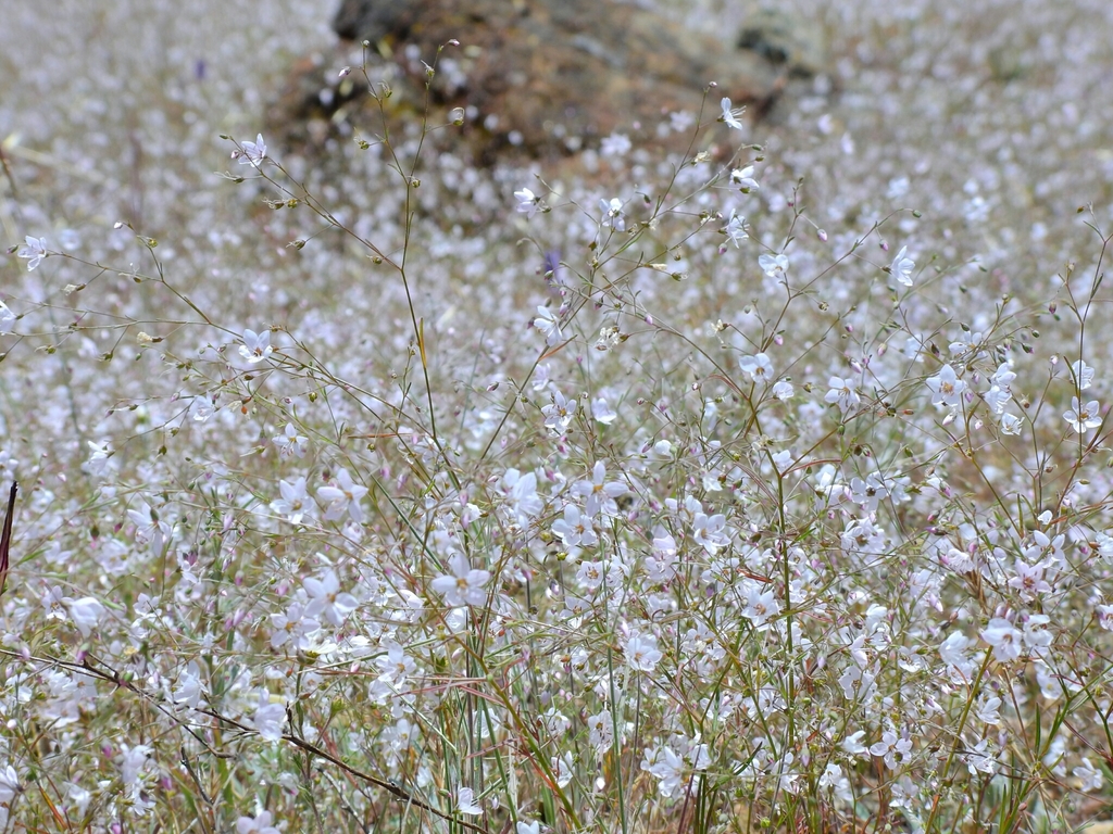 small flax from Healdsburg, CA 95448, USA on June 13, 2020 at 11:29 AM ...