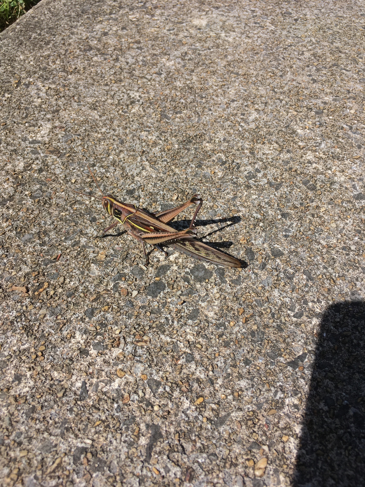 Patanga succincta (Johannson, 1763)