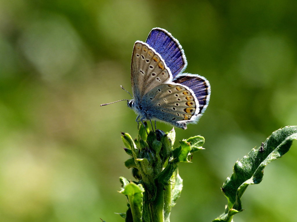Reverdin's Blue from Ergersheim, Deutschland on June 13, 2020 at 12:34 ...