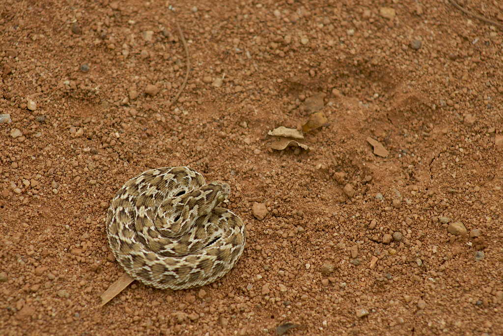 Indian saw-scaled viper (Echis carinatus carinatus) - Snakes and Lizards