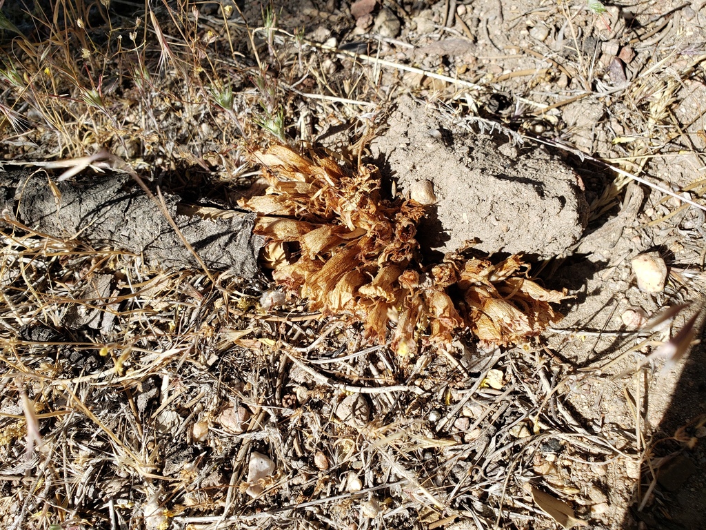 California Broomrape from Angeles MRCA Open Space, Los Angeles ...