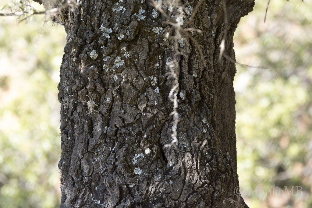 mexican oak (Quercus mexicana) - Botanical Realm