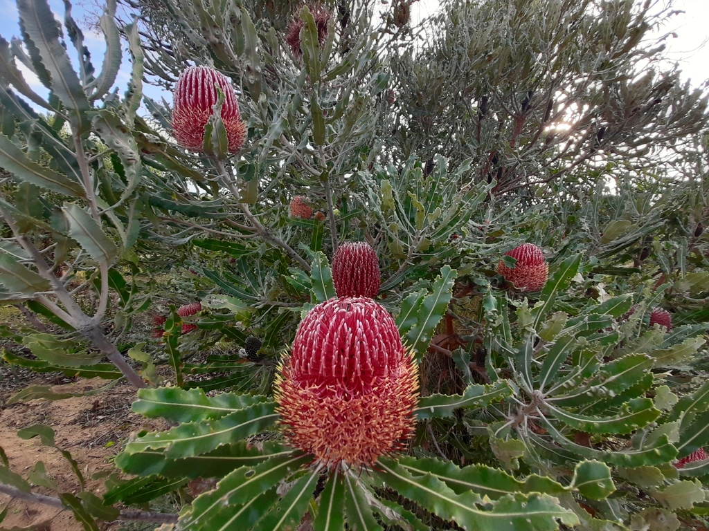 Firewood Banksia from Henderson WA 6166, Australia on June 14, 2020 at ...