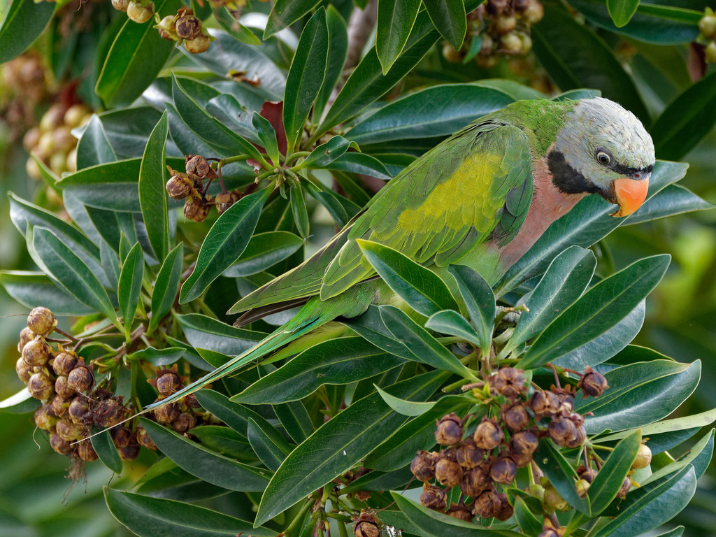 Red-breasted Parakeet (Hainan Birds 海南鸟类) · iNaturalist