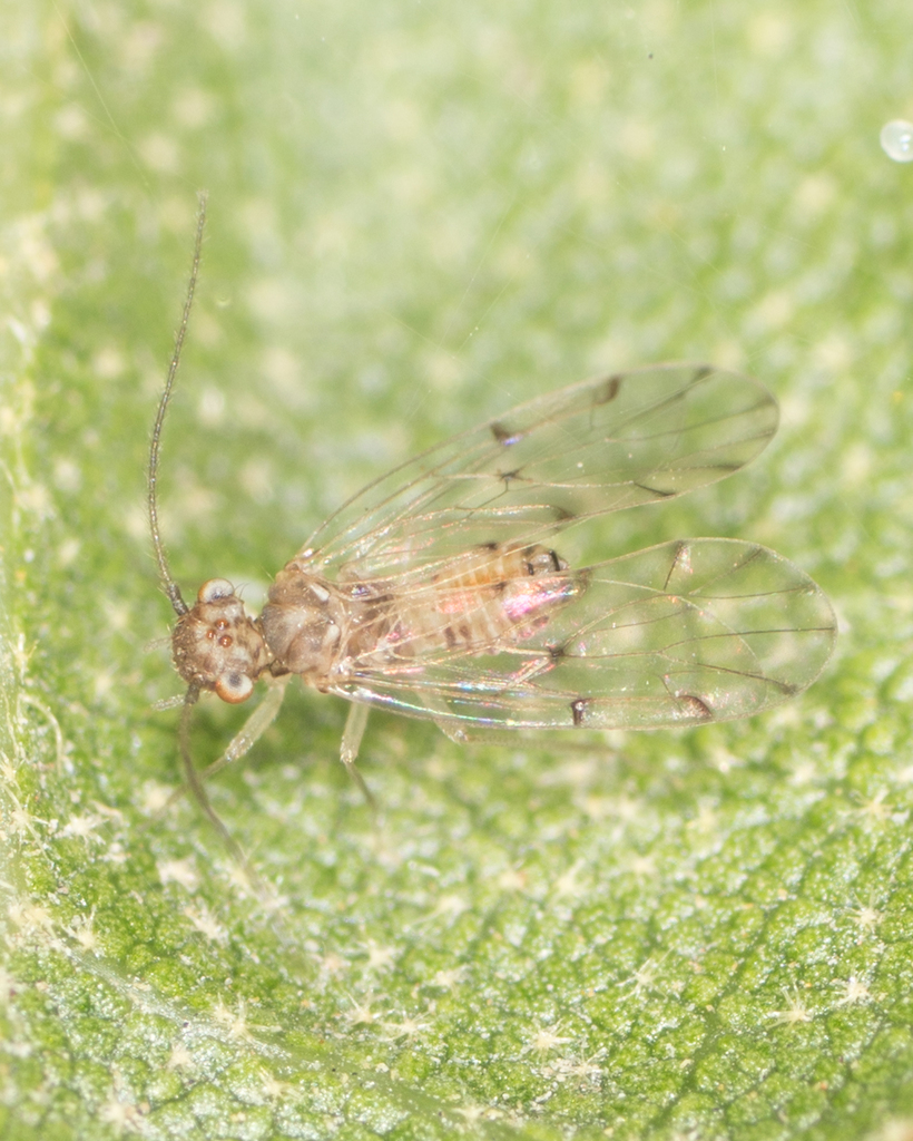 Ectopsocus californicus from Orange, California, United States on May ...