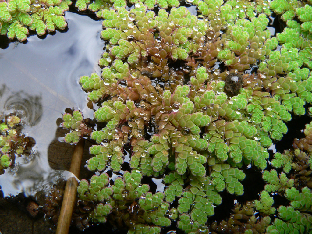 Red Azolla from Taradale VIC 3447, Australia on October 13, 2012 at 11: ...