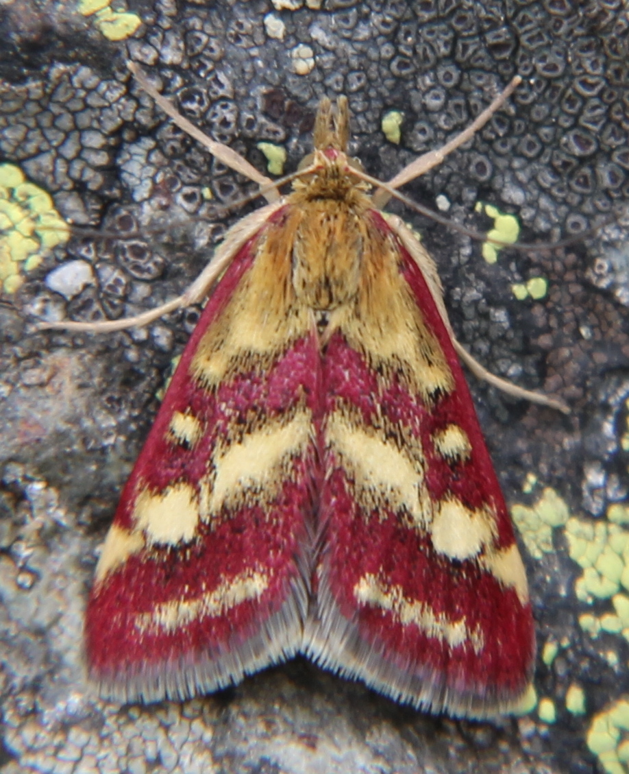 Pyrausta Ostrinalis