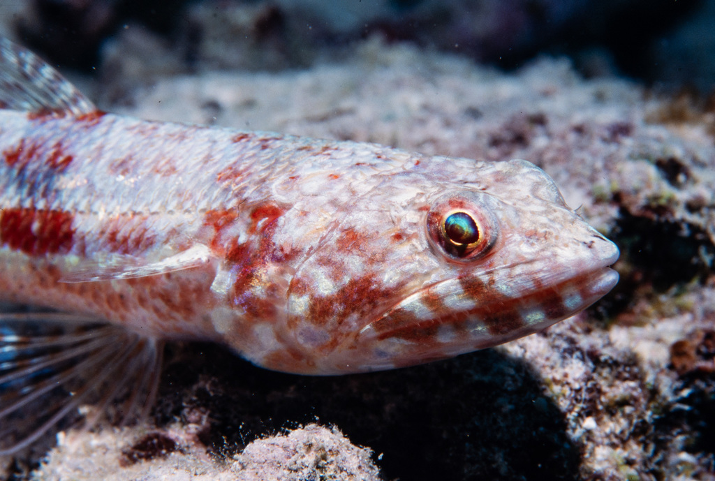 Variegated Lizardfish from "S edge of Ribbon Reef #10, Great Barrier ...