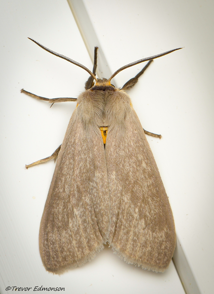 Milkweed Tussock Moth from Newton County, IN, USA on June 08, 2020 at ...