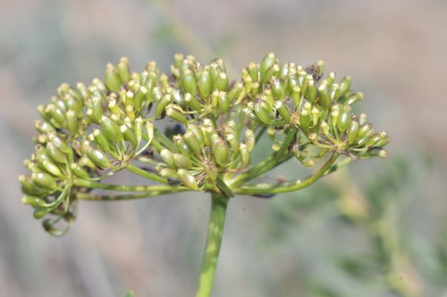 Common Blisterbush (Notobubon laevigatum) · iNaturalist
