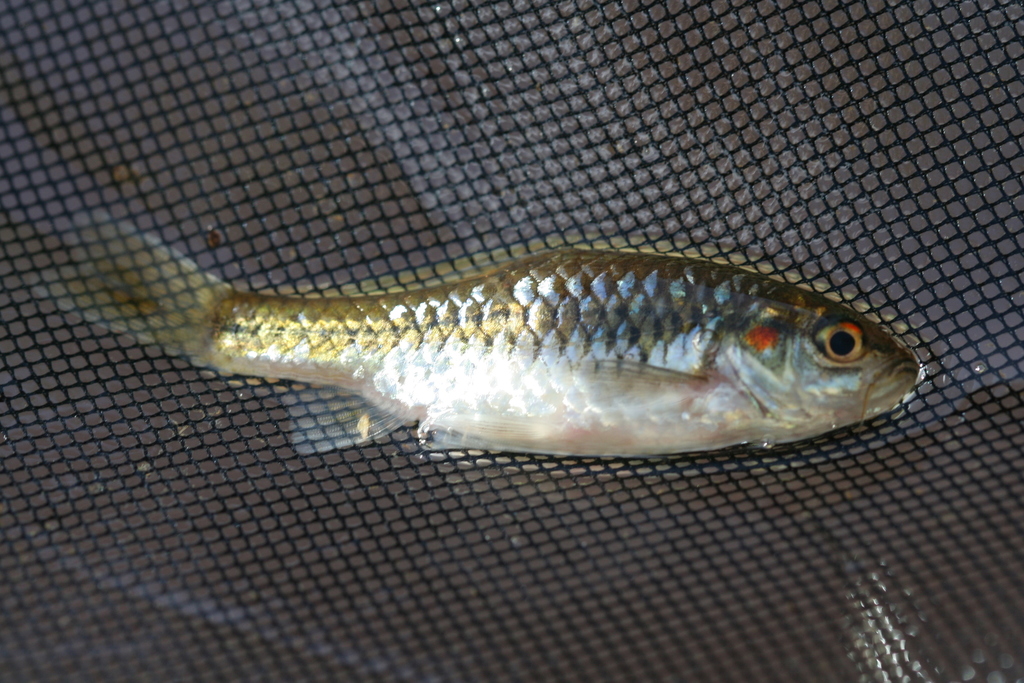 Redspot barb (Enteromius kerstenii) - Marine Life Identification