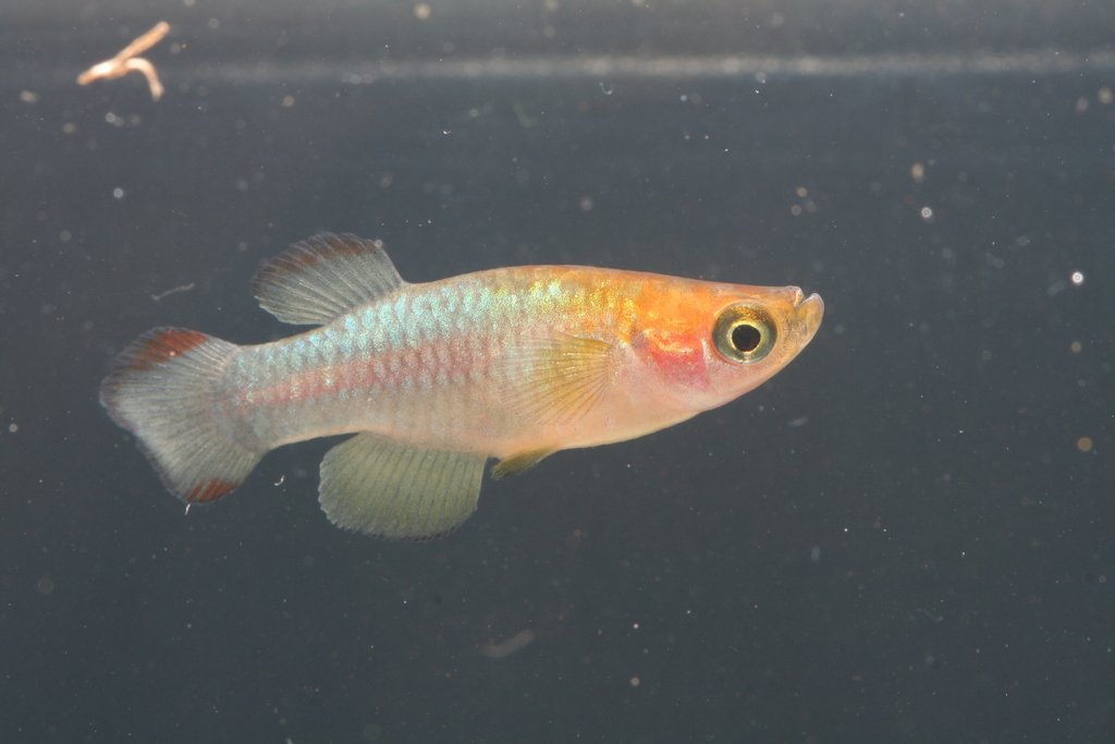 Livebearers and Lampeyes (Poeciliidae) - Marine Life Identification