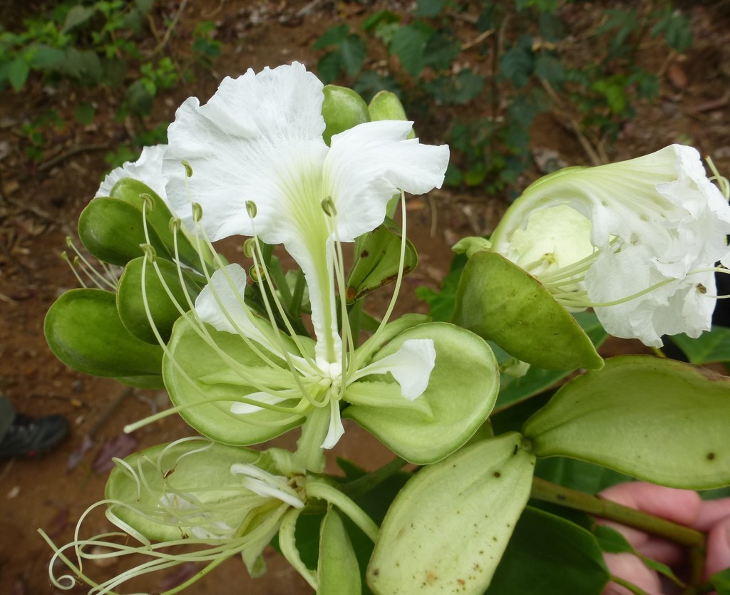 Berlinia confusa from Gola Konneh District, Liberia on June 16, 2014 at ...