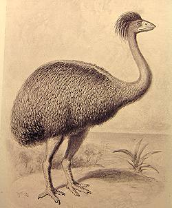 Giant Elephant Bird (Aepyornis maximus) - Avian Discovery