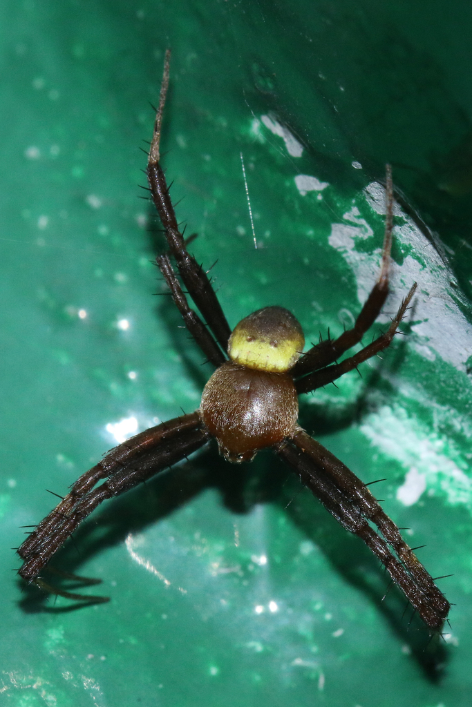 Oval Saint Andrew's Cross Spider from 香港東涌 on June 14, 2020 at 05:10 PM ...