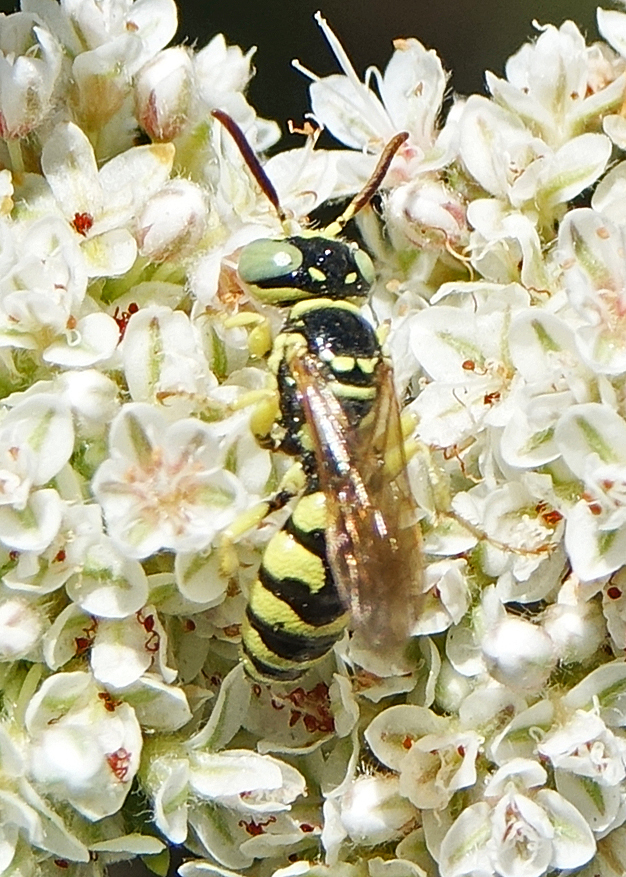 Philanthus crabroniformis from Santa Ana River, Anaheim, CA, USA on ...